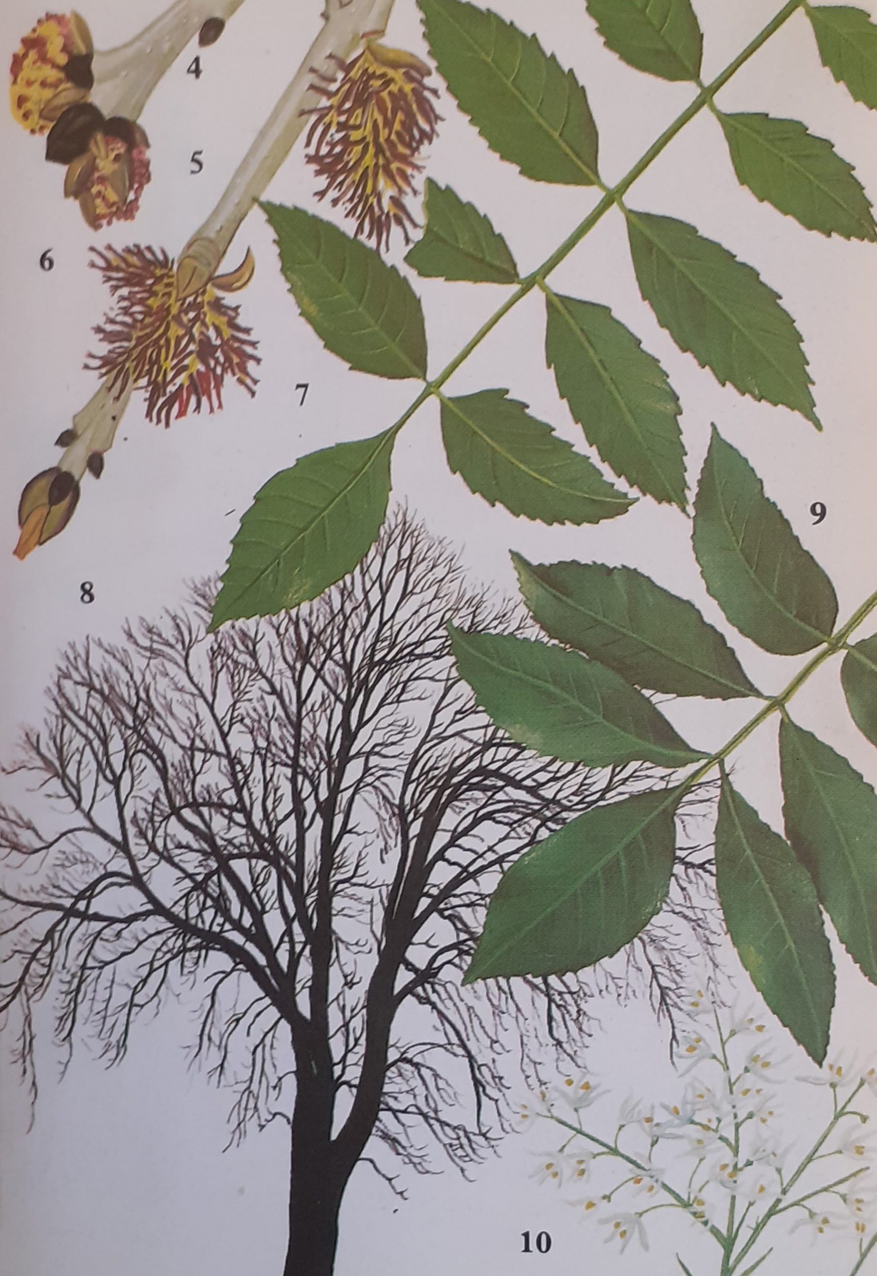 FRASSINO – Borgo Alice