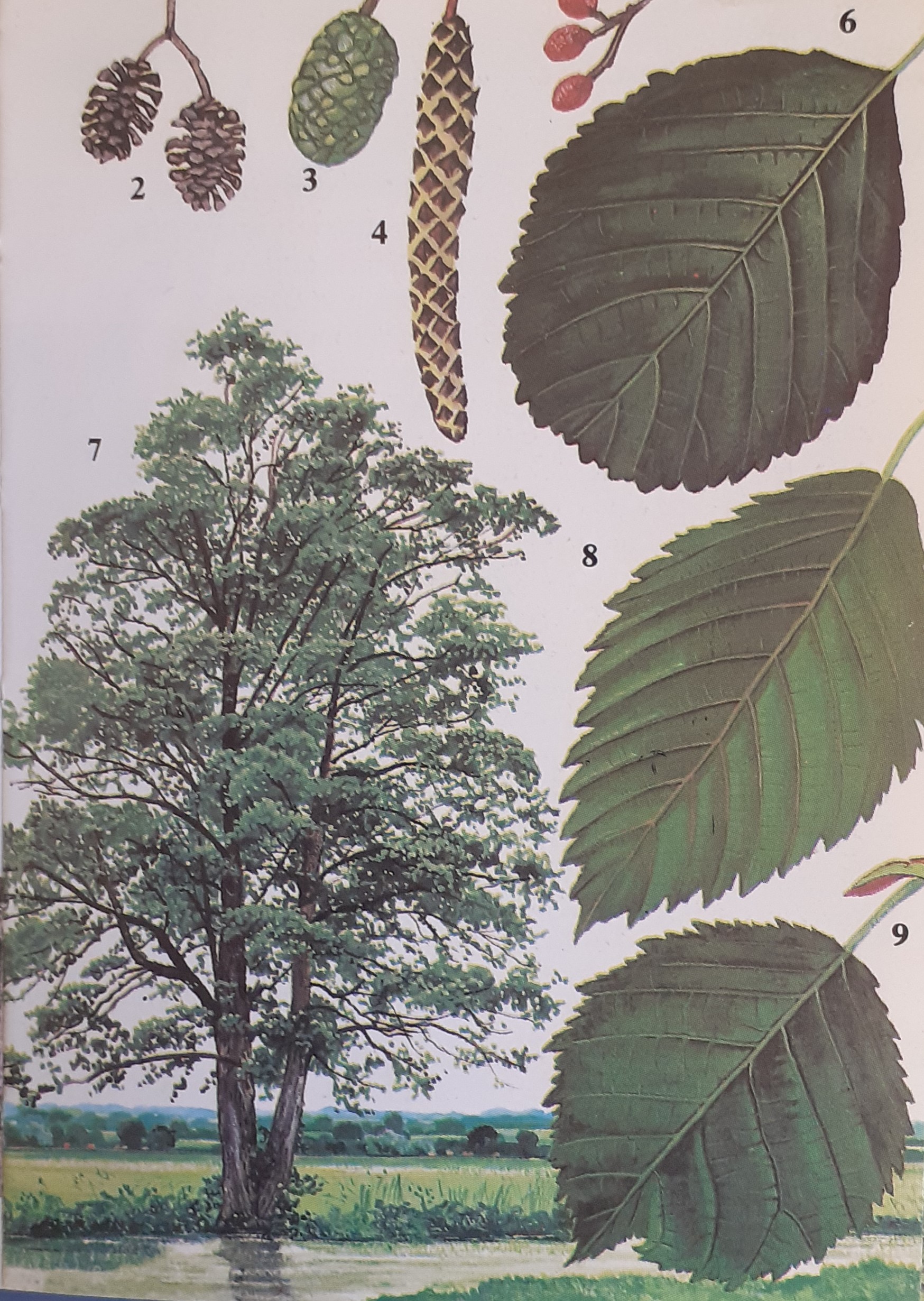 alberi e arbusti – Borgo Alice